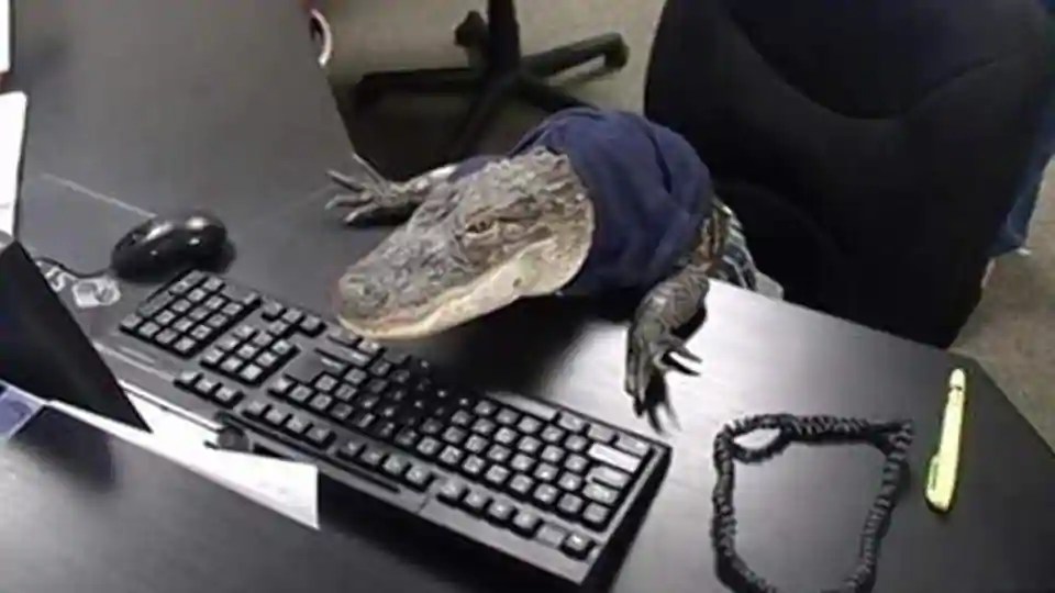 The Origin Of Jack Gator’s Name | Jack gators grace notes